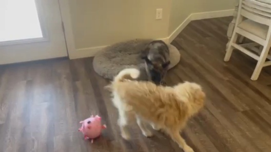 PIGGY POO AND CREW Pig Ball & Tug Rope Pig Toys, 2 count - Chewy.com