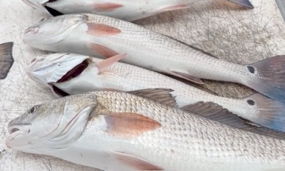 Fall bite is hot - Darien Fishing Report - FishingBooker