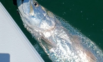 What a trip - Review of Capt. Evan Denis Charters, Belleair Bluffs, FL ...