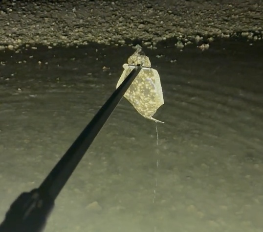 Fish N Divers – Gigging (Galveston) - Updated 2023 Prices - FishingBooker