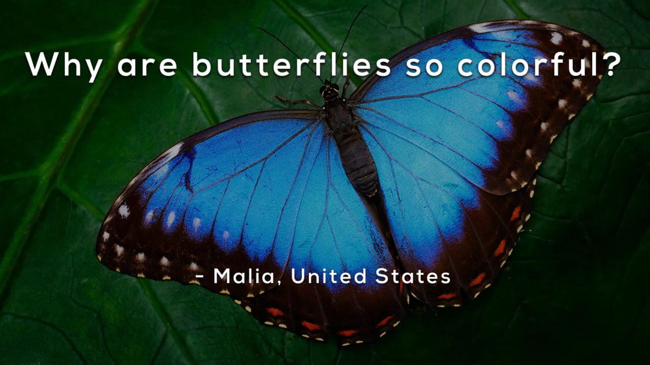 Email Providers Butterfly