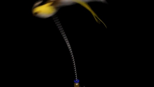 PLAYOLOGY Suction Cup Spring Bird Cat Toy - Chewy.com