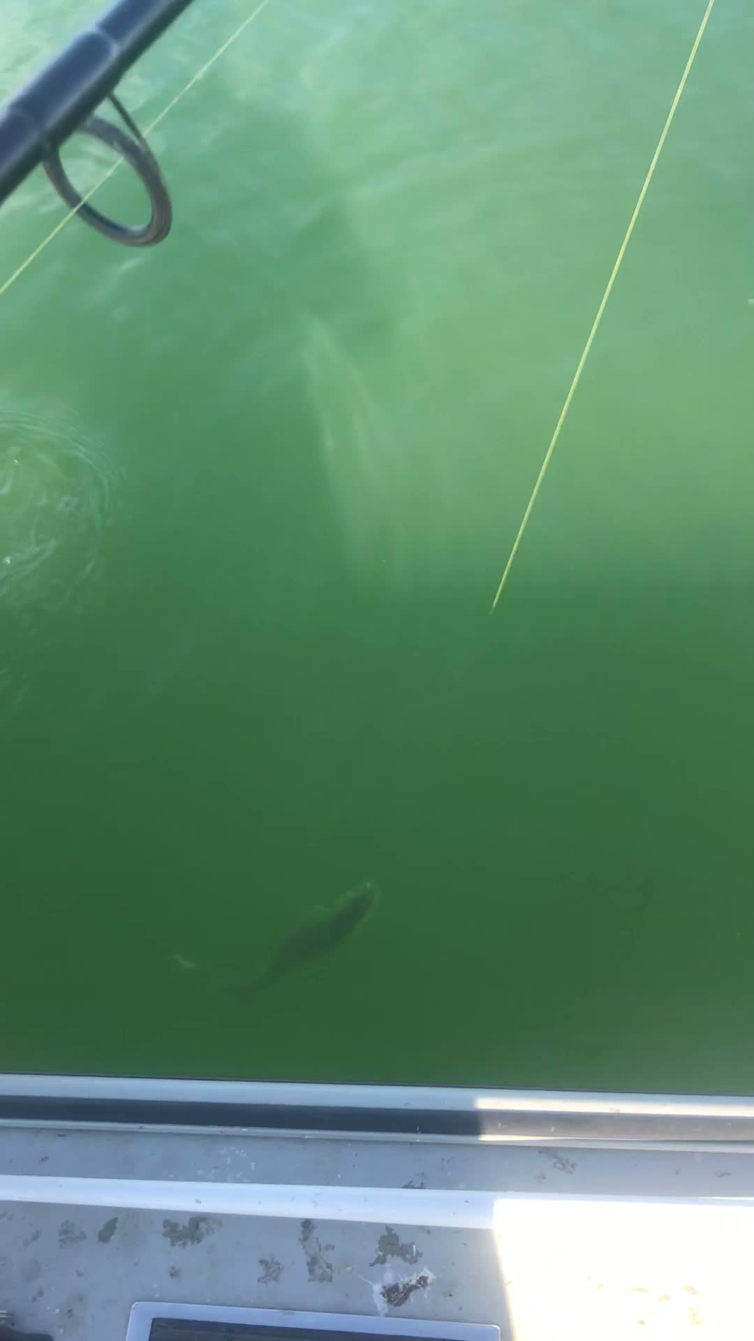 Walleye bite getting good - Loveland Fishing Report - FishingBooker