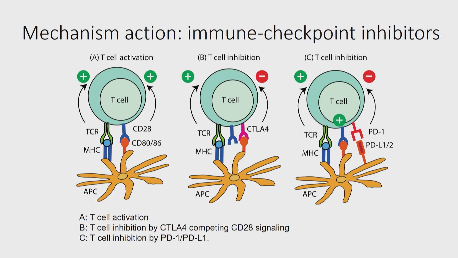 CEoT 2020: Oncology in Transplantation
