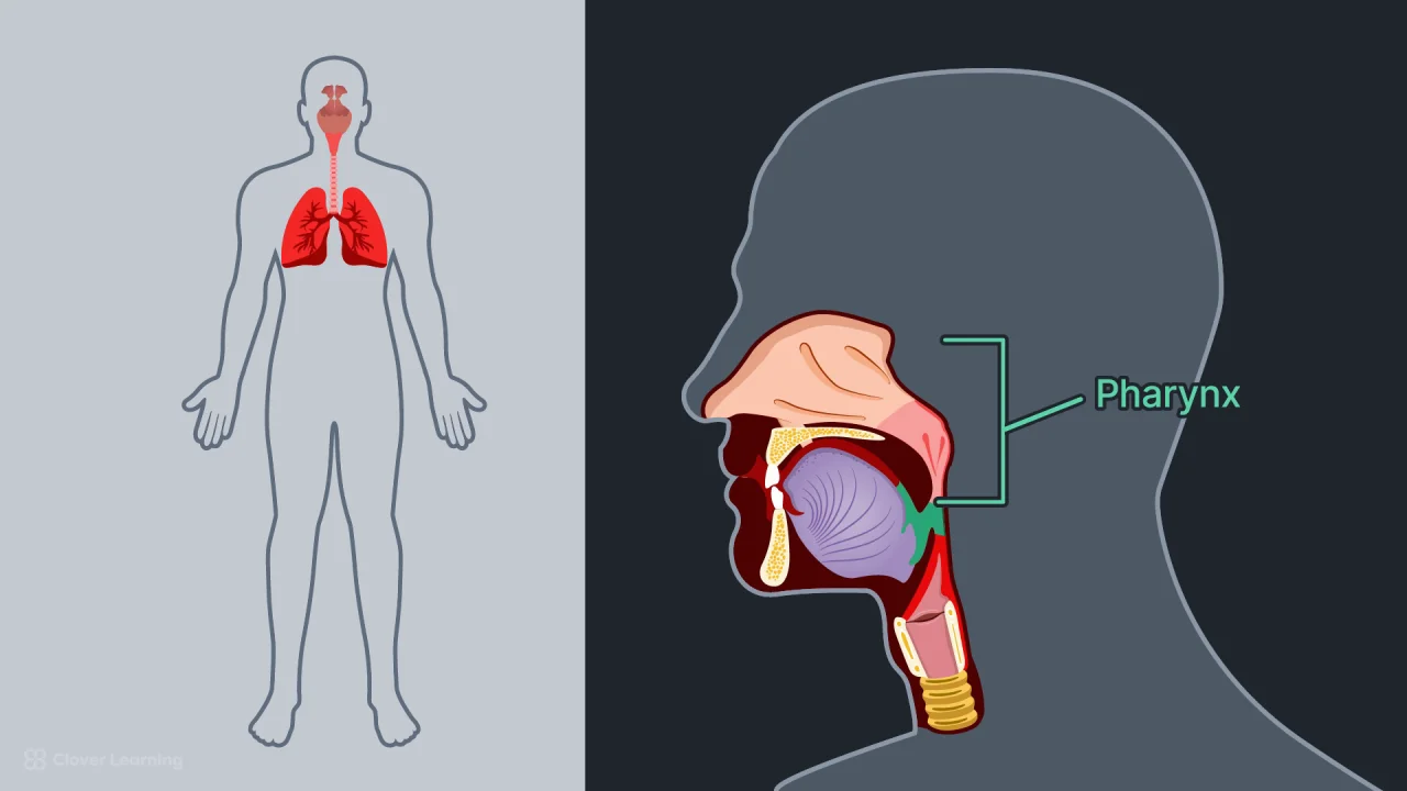 Airway Anatomy