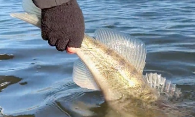 Pre spawning zander are the best! - Amsterdam Fishing Report ...