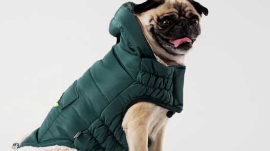 GF PET Super Puff Insulated Dog Parka, Teal, XX-Large - Chewy.com