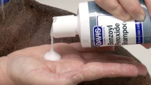 Davis Benzoyl Peroxide Dog & Cat Shampoo (Free Shipping) | Chewy