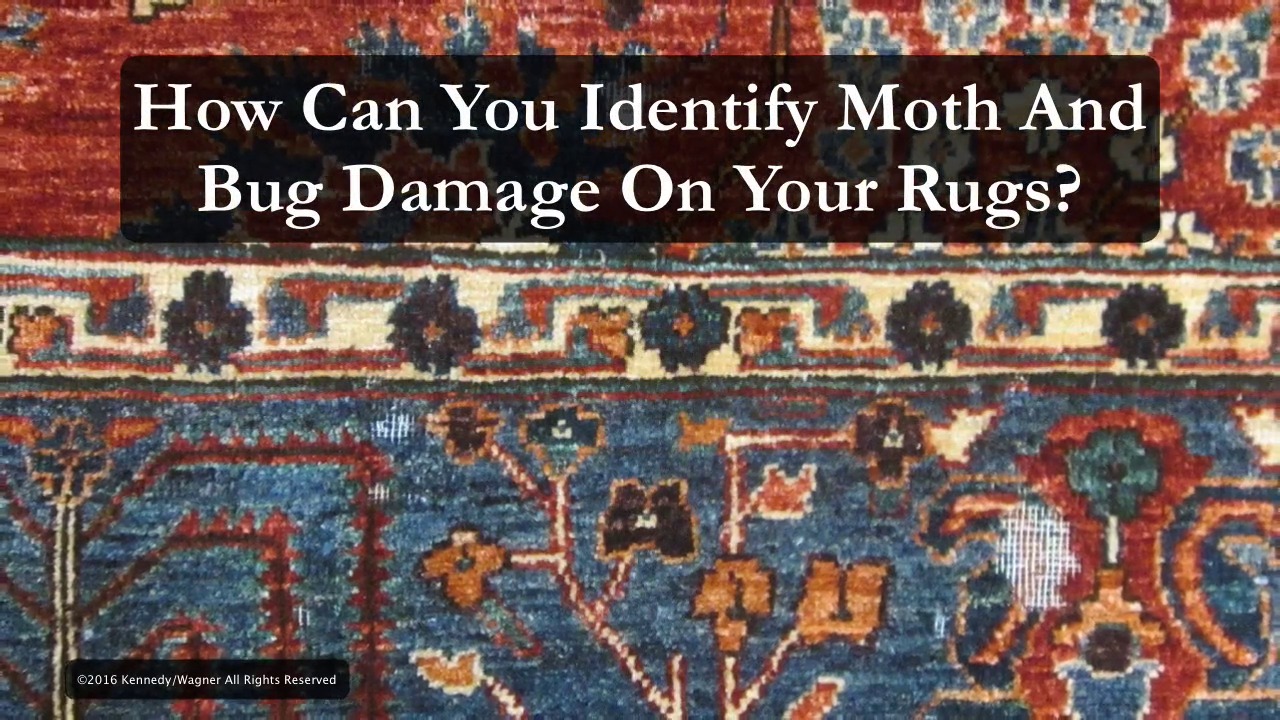 Spot Moth & Bug Rug Infestation - Chase Carpet Care
