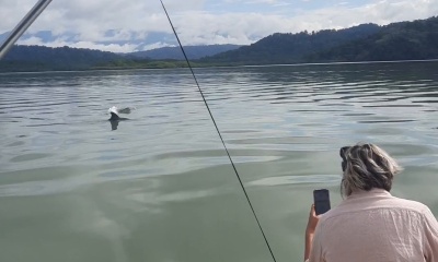 Dolphins tour - Puerto Jiménez Fishing Report - FishingBooker