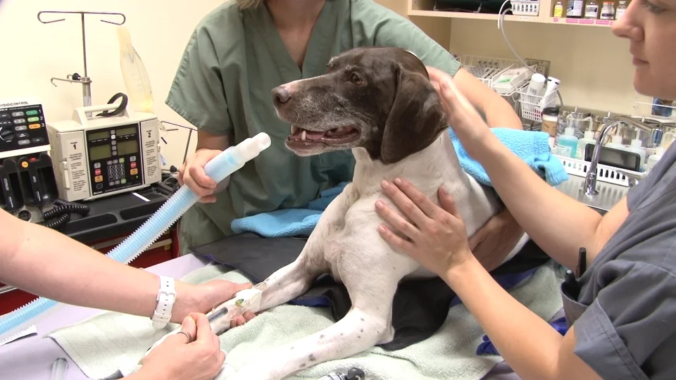 How Many Dogs Die From Anesthesia