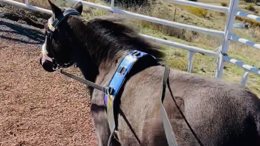 STAR POINT HORSEMANSHIP Miniature Horse-Pony Groundwork Training ...