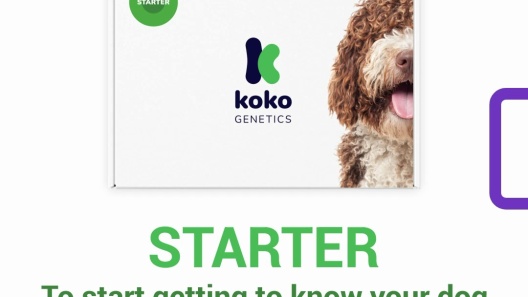 Discontinued - KOKO GENETICS Starter DNA Test for Dogs - Chewy.com