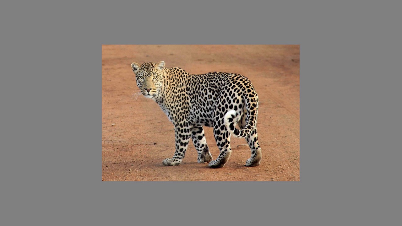 How to Draw Animals in Perspective - Conclusion