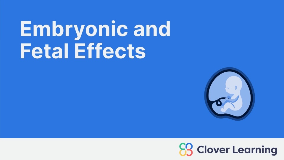 Embryonic and Fetal Effects | Video Lesson | Clover Learning