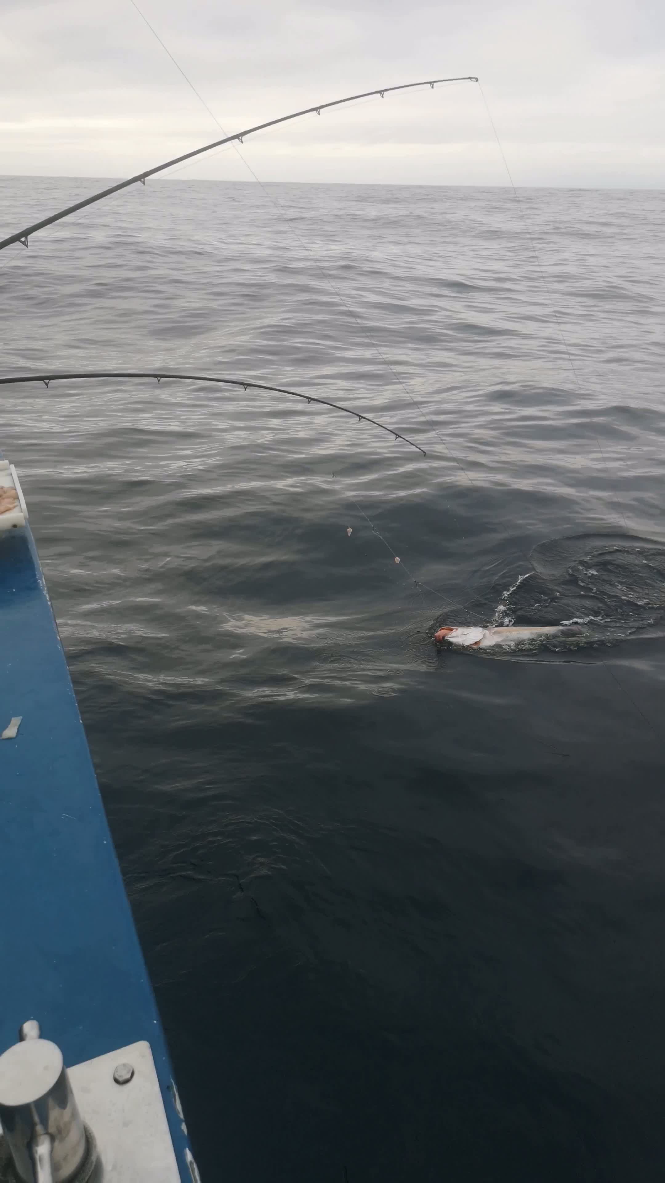 Geelbek in full swing now - Durban Fishing Report - FishingBooker