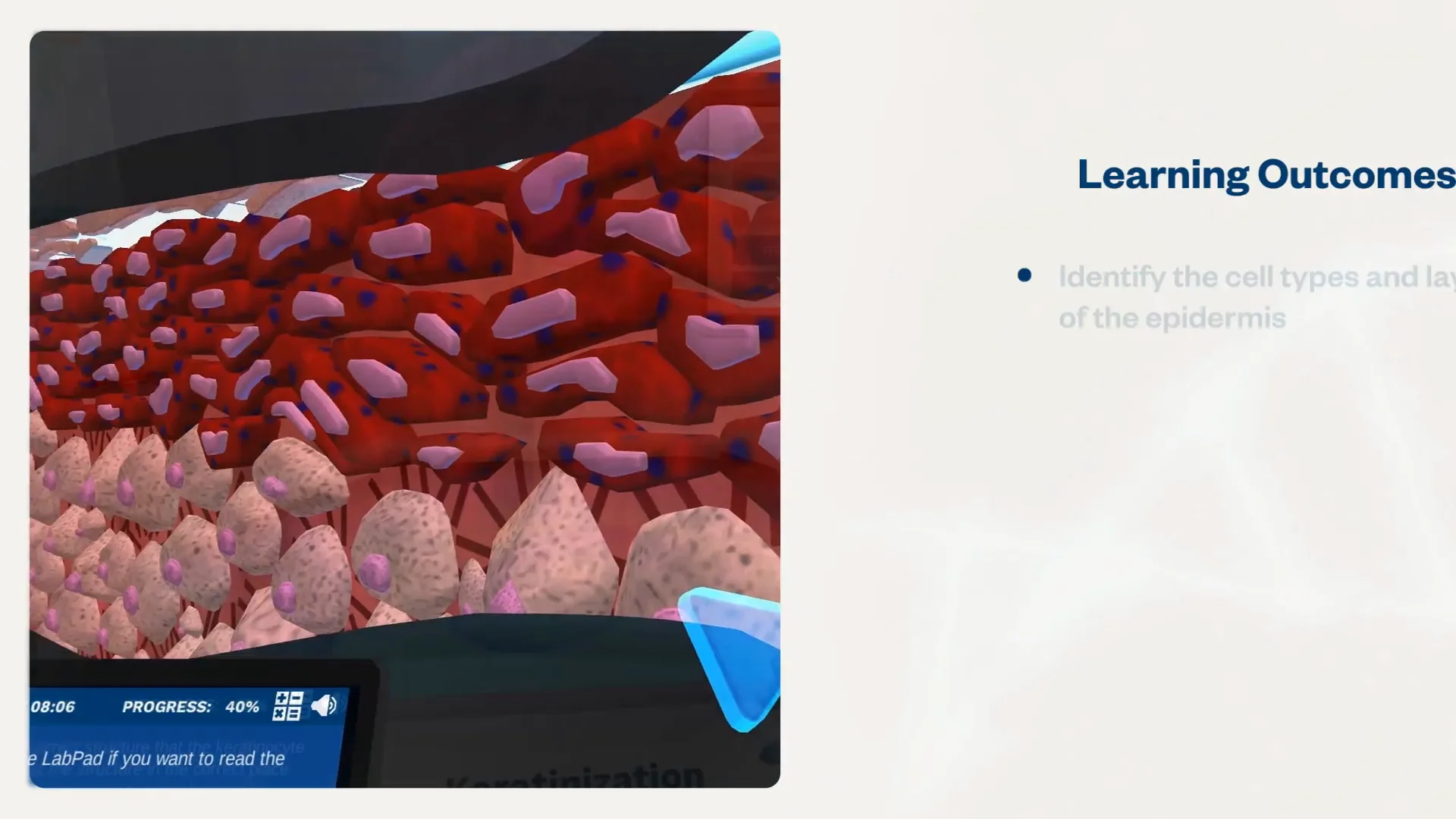 Human Skin Layers Animated