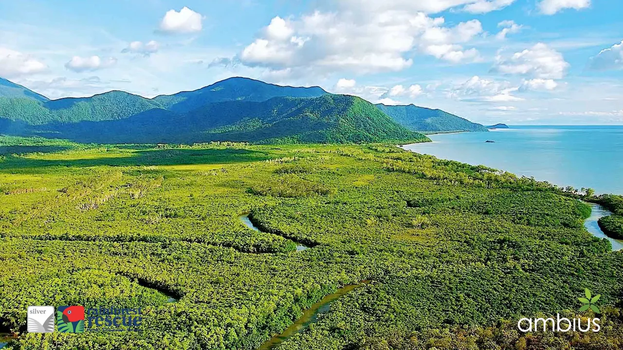 Daintree Rainforest Plants Save The Daintree Rainforest | The Wild