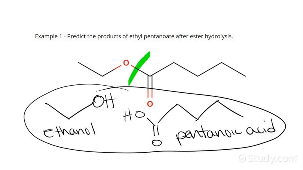 How to Predict the Products of Ester Hydrolysis | Chemistry | Study.com