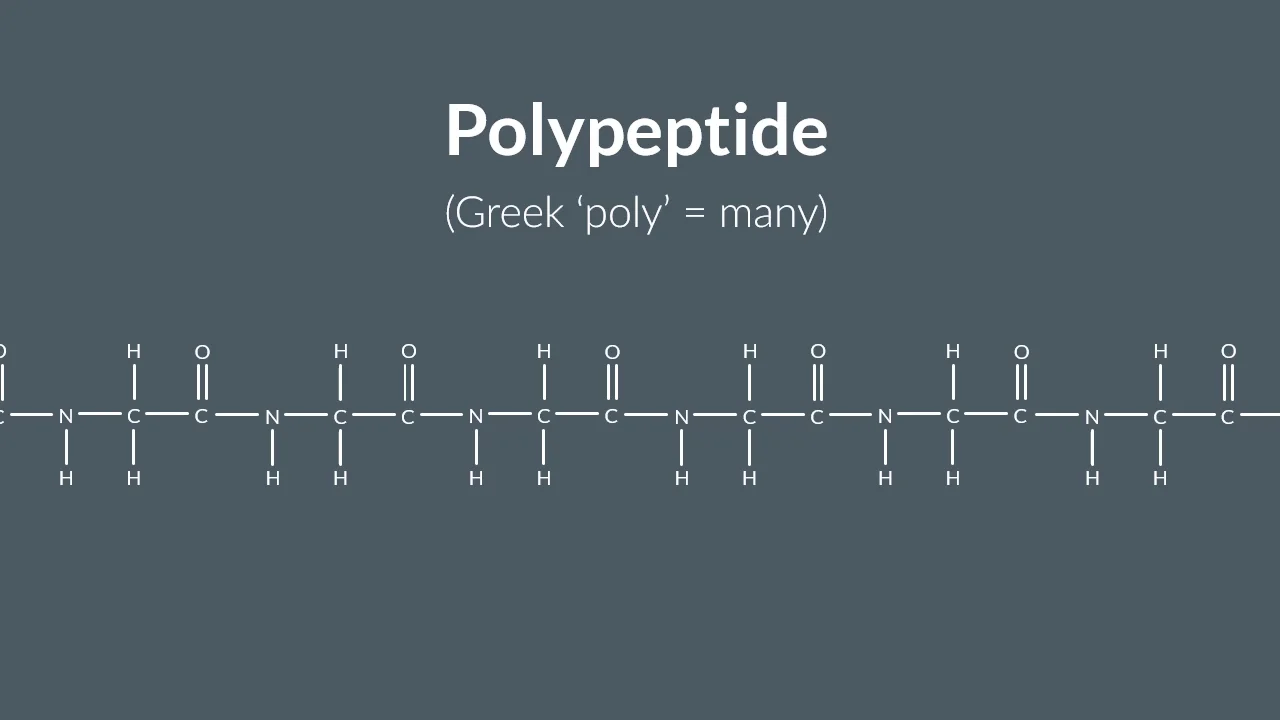 Polypeptide Molecule Structure