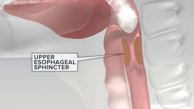 Lower Esophageal Sphincter Anatomy