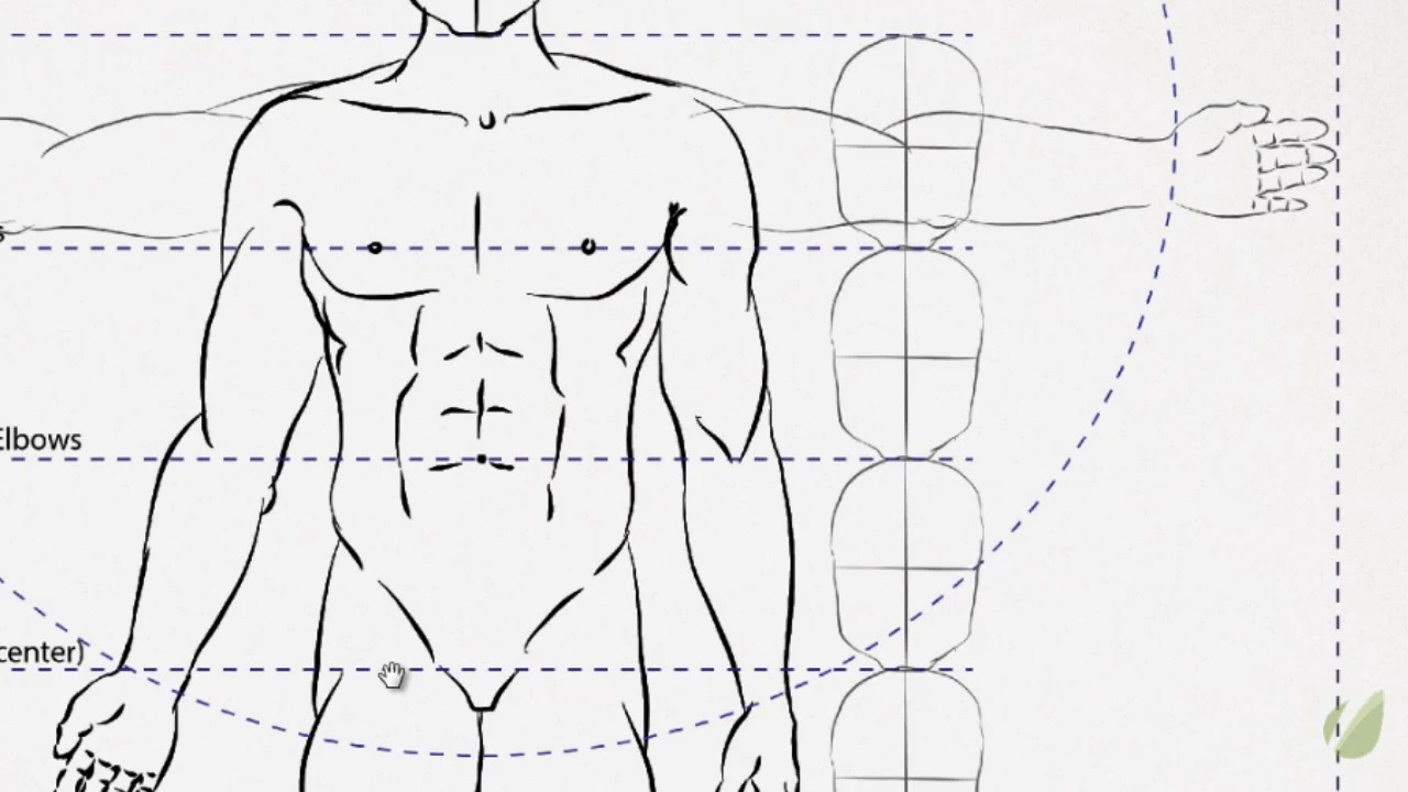 Introduction to Digital Figure Drawing - Basic Proportions: Male