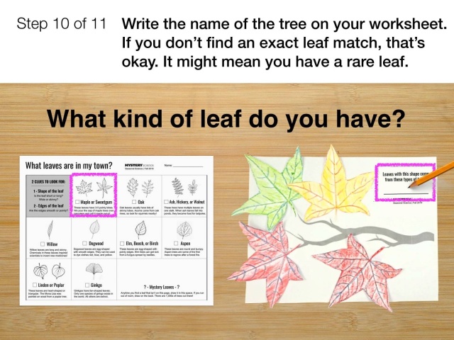 Why Do Leaves Change Color In The Fall Worksheet