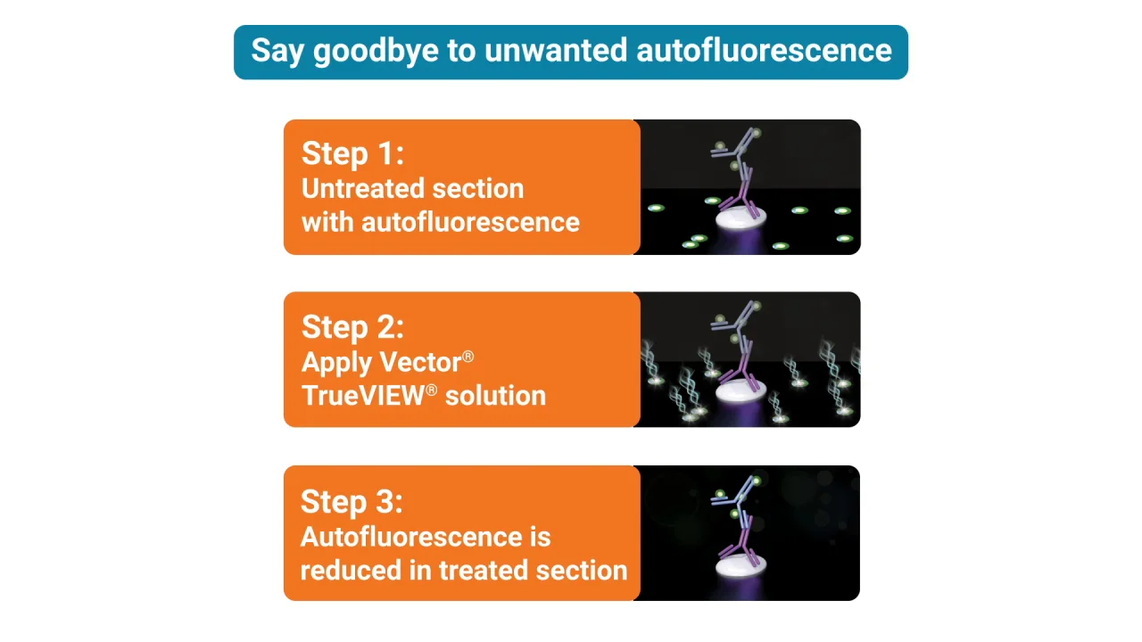 Vector Trueview Autofluorescence Quenching Kit 15 Ml