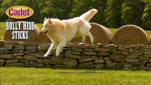 CADET Bully Hide Sticks All-Natural Dog Chews, Large, 7 count - Chewy.com