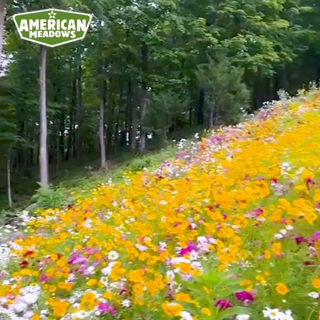 Missouri Wildflower Seed Pods American Meadows Regional Mixes All