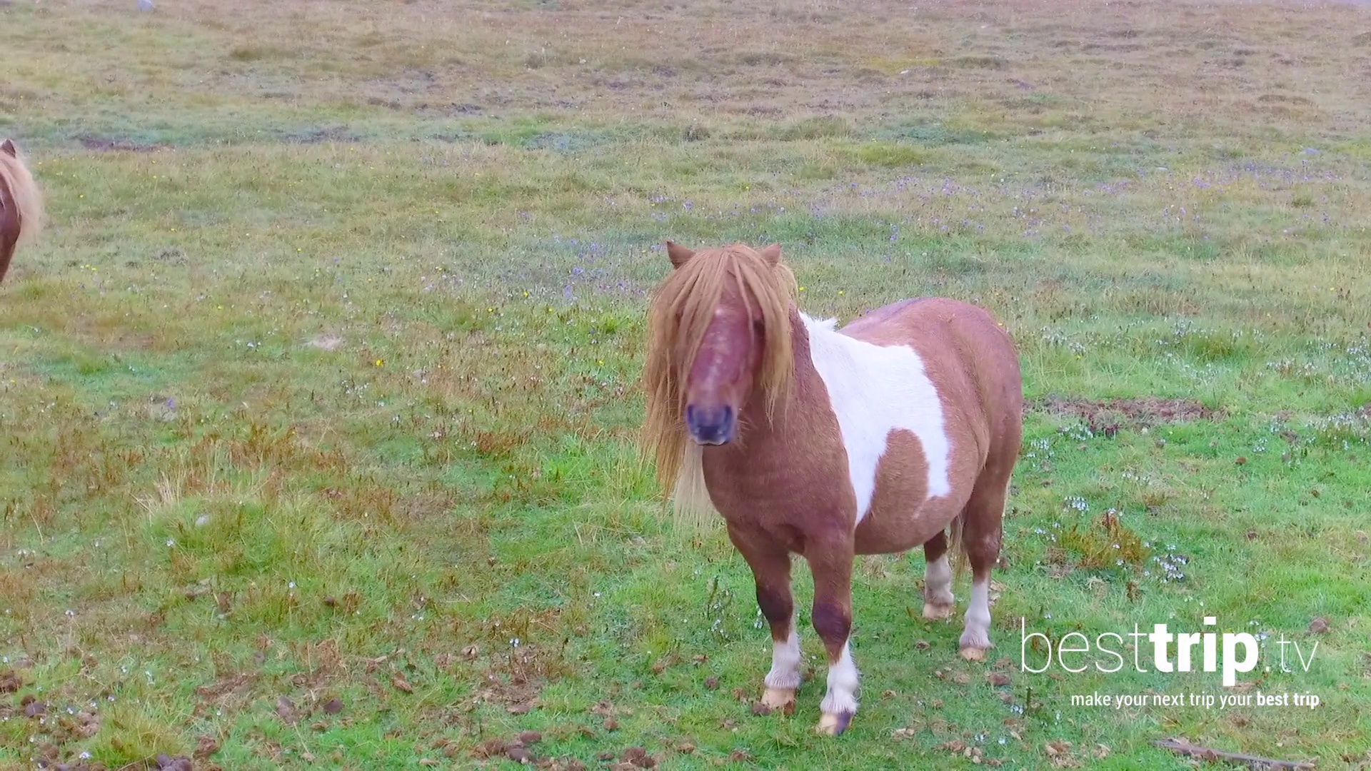 Ponies and 3 More Reasons to Visit Scotland's Shetland Islands