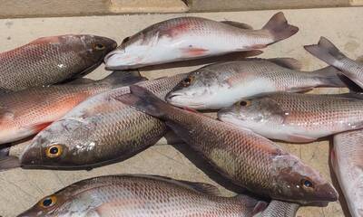 Born 2 Boogie Fishing Charters (Naples) - Updated 2022 Prices ...