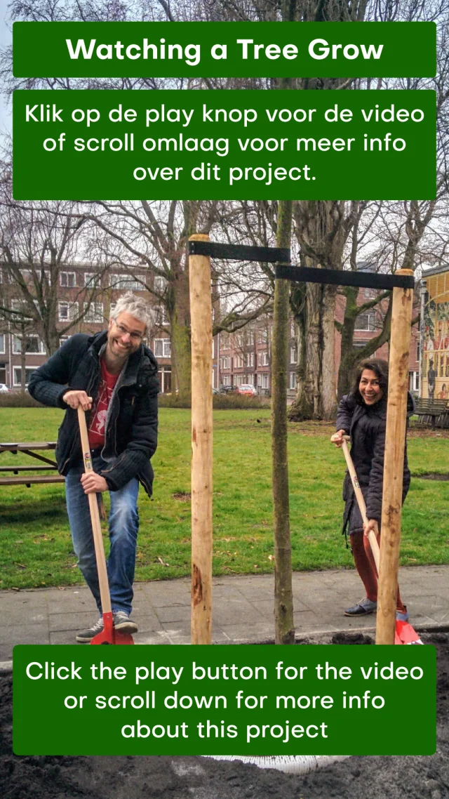 Watching a Tree Grow
