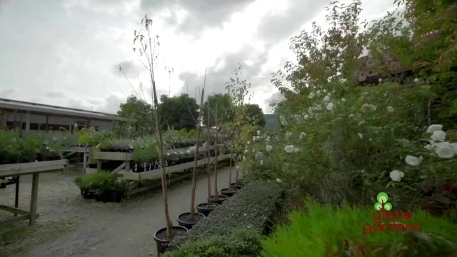 Glebe Gardens Launceston