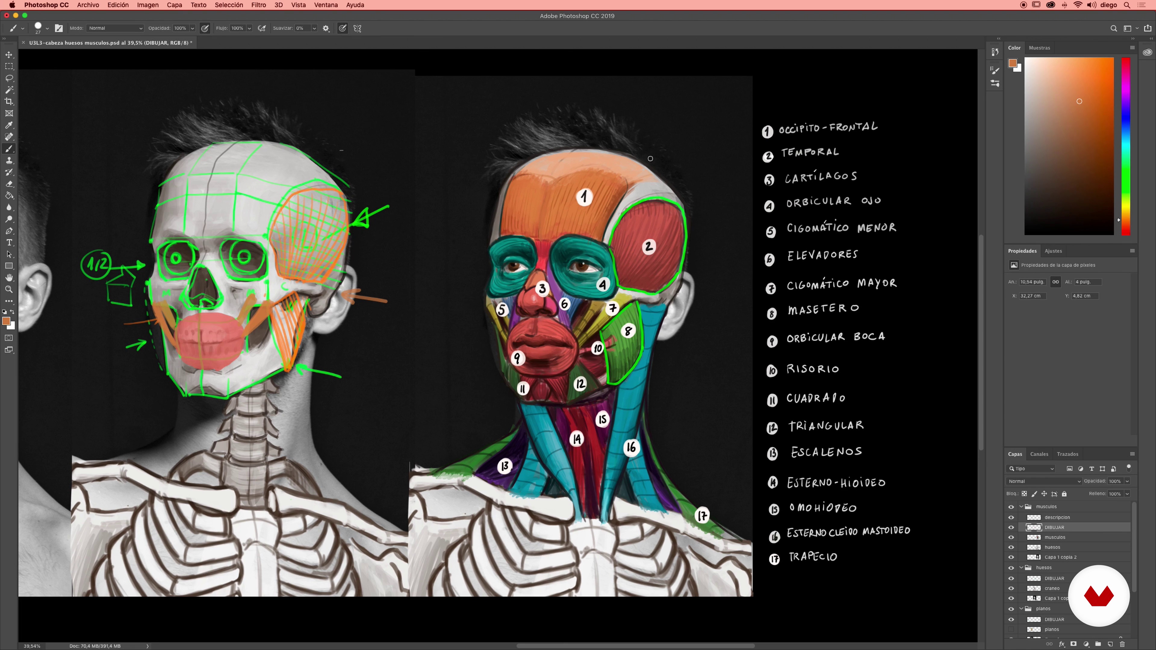 El Cráneo Y El Cuello Análisis óseo Y Muscular 2 Dibujo Realista De