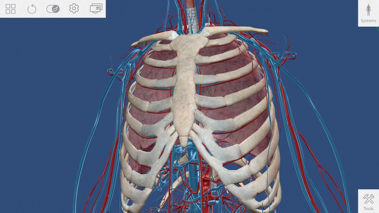 Visible Body Human Anatomy Atlas V3 01
