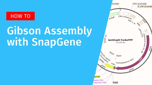 Simulate Gibson Assembly - Snapgene