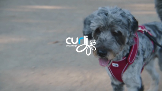 CURLI Stretch Comfort Dog Leash, Black, Medium - Chewy.com