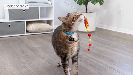 HUXLEY & KENT Cat Wand Dance & Lure Aqua Cat Toy, Multicolor - Chewy.com
