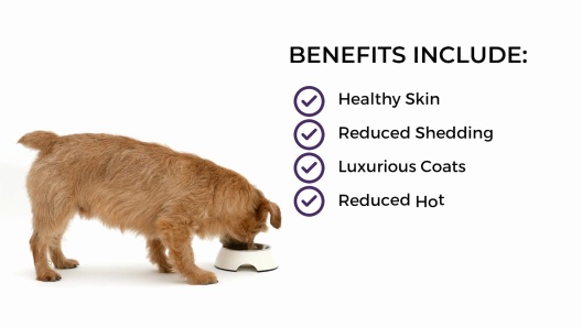 DR. BILL'S PET NUTRITION Canine Optimum Skin & Coat Dog Supplement ...