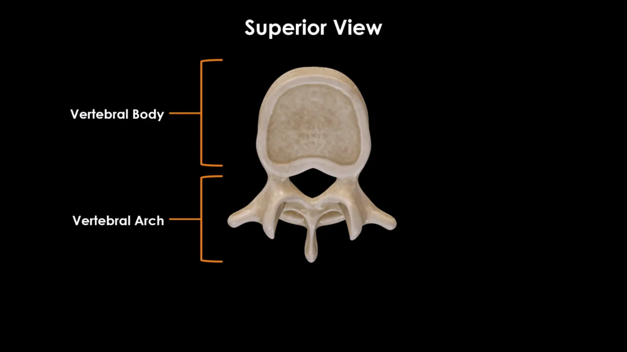 Vertebrae Labeled Quiz