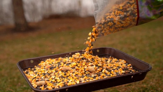 AUDUBON PARK Squirrel & Critter Wild Bird Food, 15-lb bag - Chewy.com