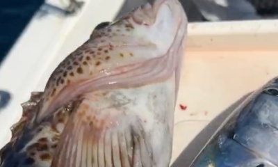 Ling Cod - Review of Mystic Queen Sportfishing, Los Angeles, CA ...