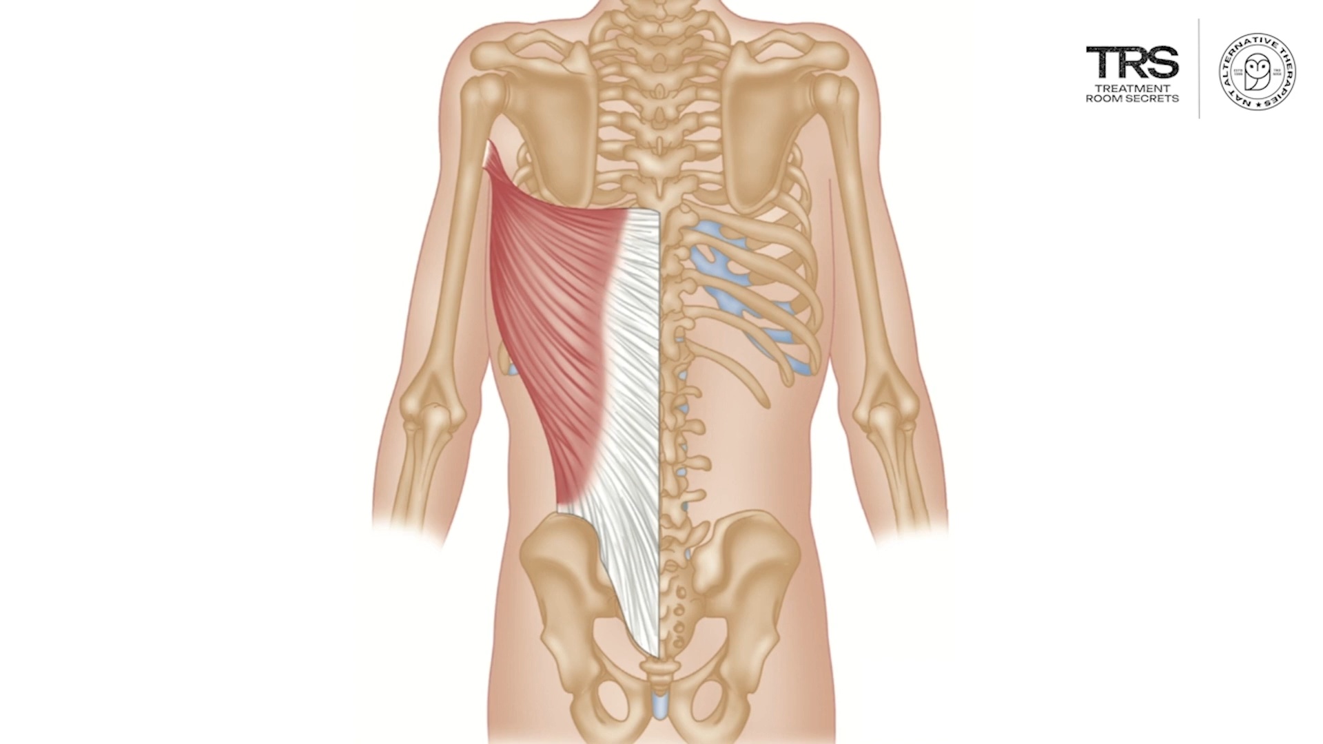 Latissimus Dorsi Anatomy
