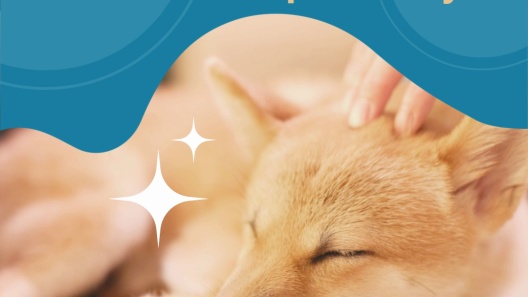 PRANA PETS Lignans & Melatonin with Biotin for Cushing's Disease ...