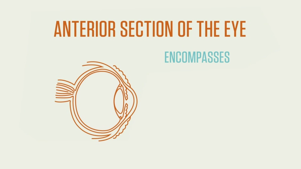 CPC Exam: Eye and Ocular Adnexa