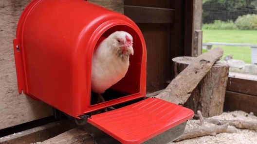 MY FAVORITE CHICKEN Poultry Layer Starter Kit - Chewy.com