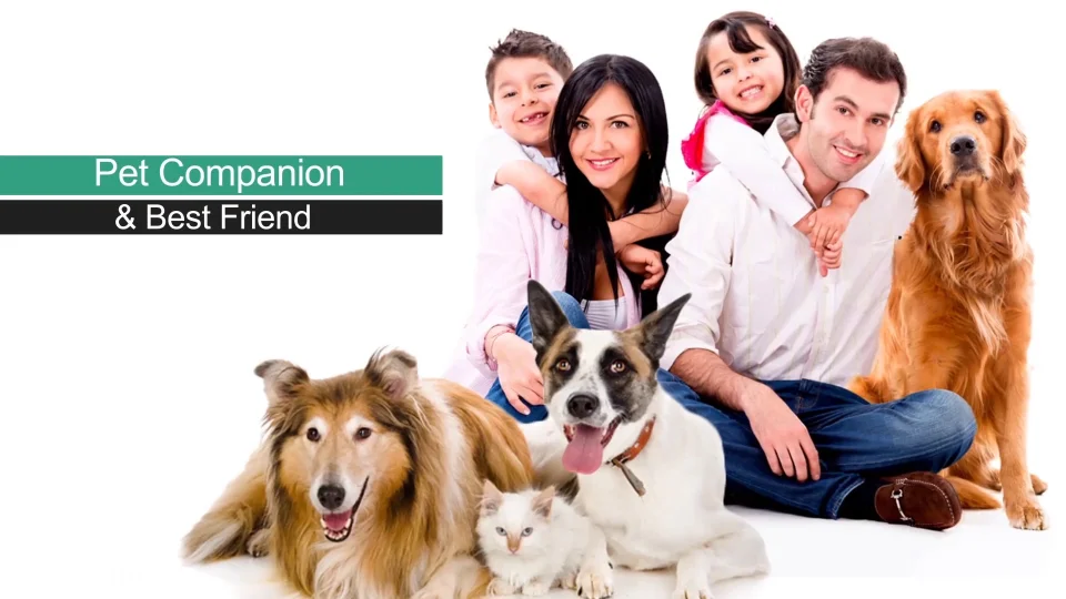 Pet Health Products – MoreMito