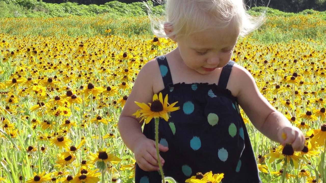 Black Eyed Susan Field