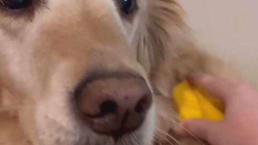 BAILEY CAT CO. The Bailey Brush Dog Brush, Pawmelo Yellow - Chewy.com